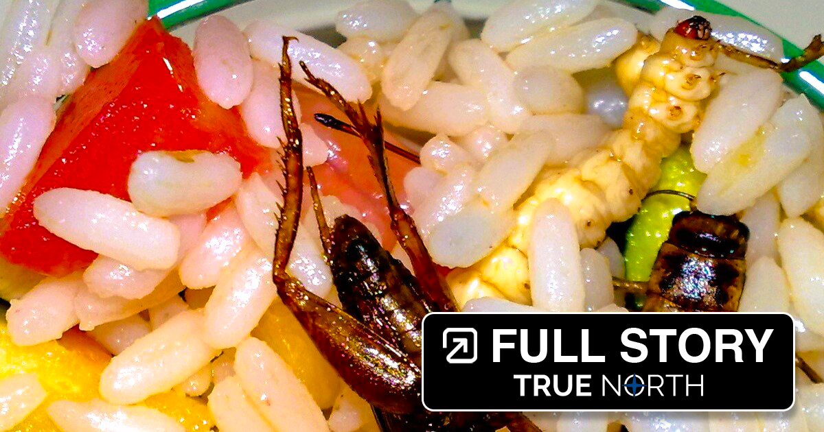 Journalists flock to UBC’s “Bug Bake Off” to eat edible insect treats ...